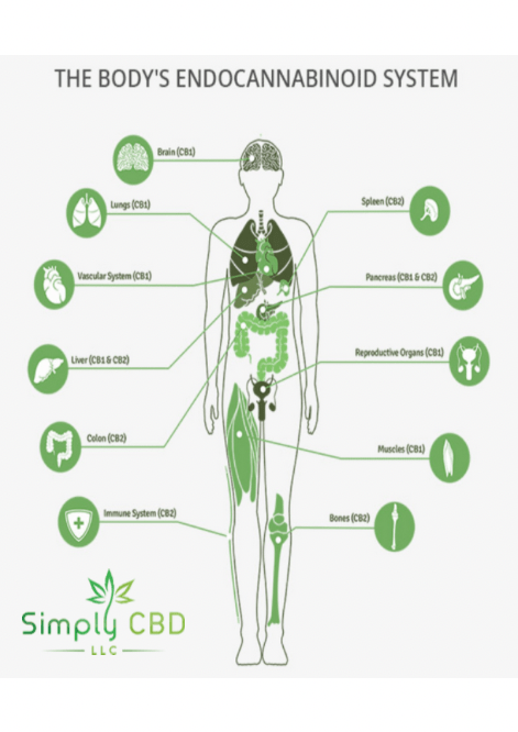 CBD and the Endocannabinoid System – Simply CBD LLC